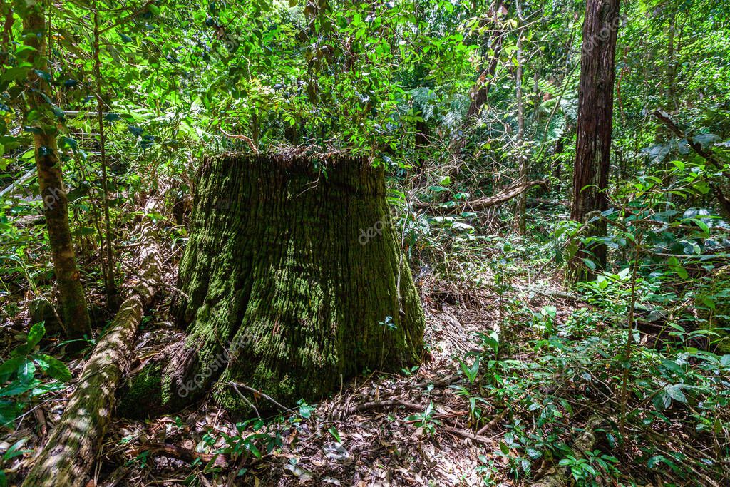 Trozo de rboles en una selva templada del Parque Nacional Springbrook ...