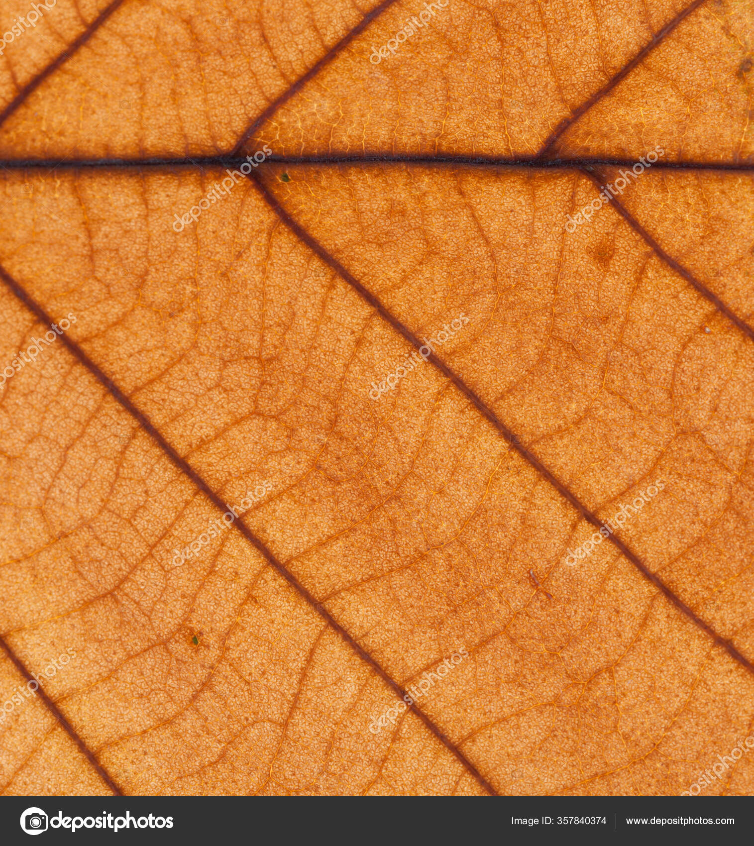 Fall Orange Leaf Veins Background Texture Extreme Closeup Stock Photo ...