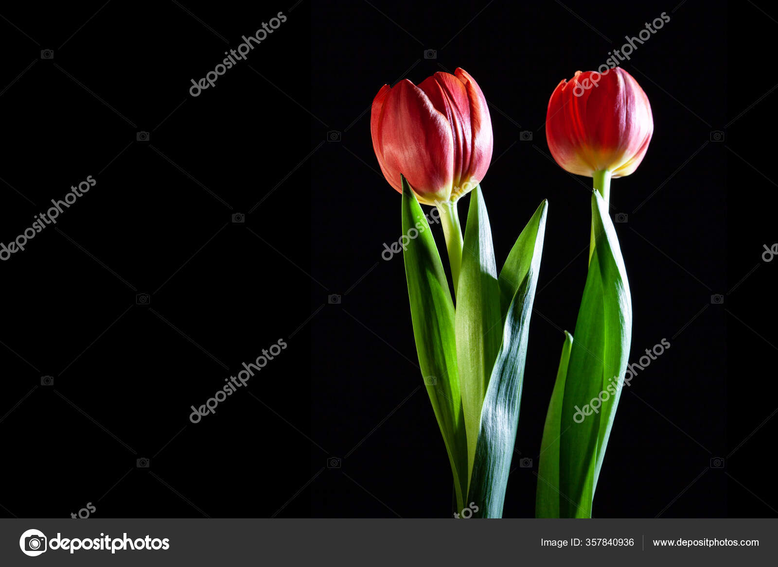 Two Red Tulips