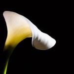 Yellow calla lily Stock Photo by ©suremen 156892606