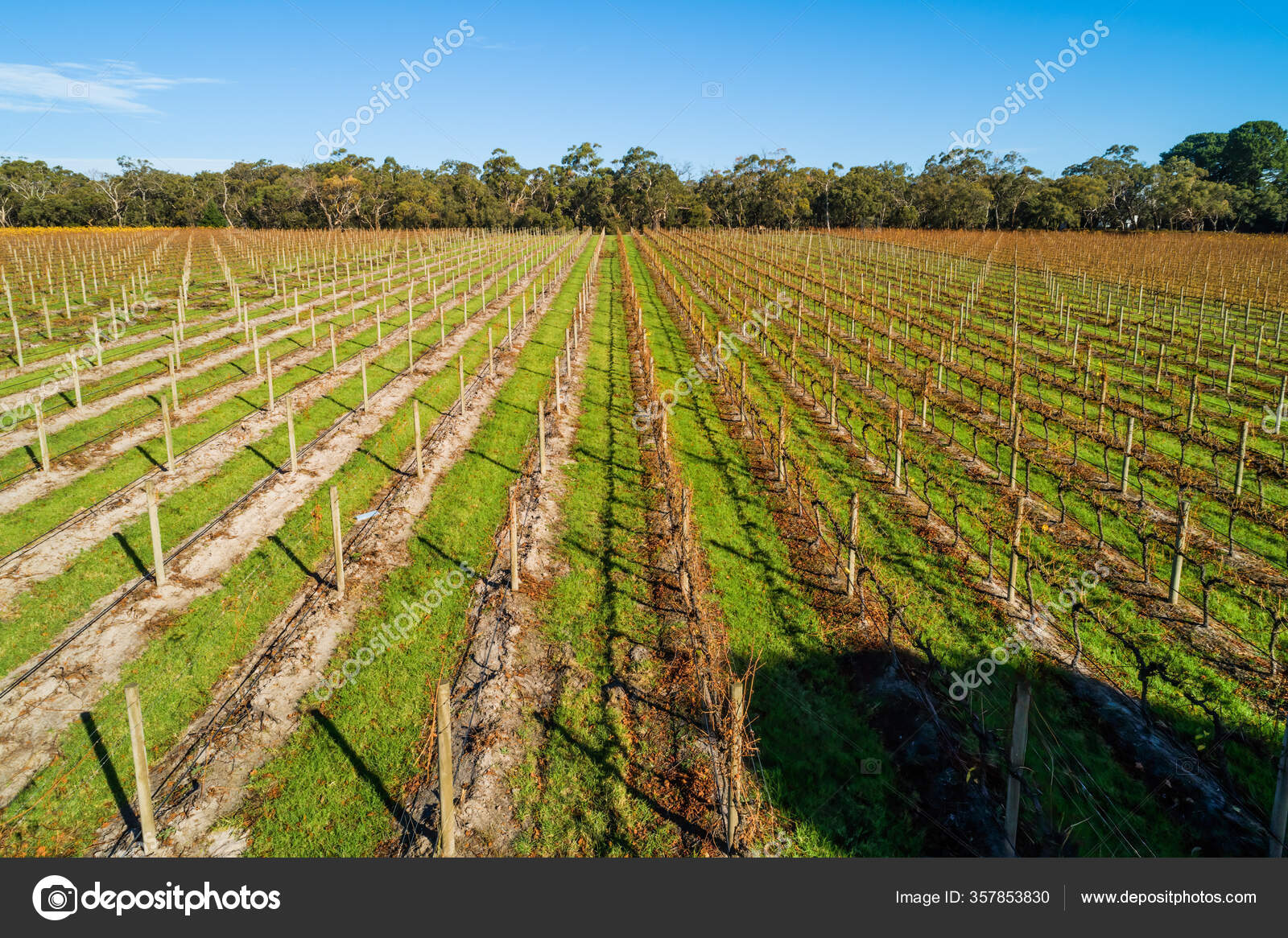 Perspective View Straight Rows Vines Autumn Australia Stock Photo by ...