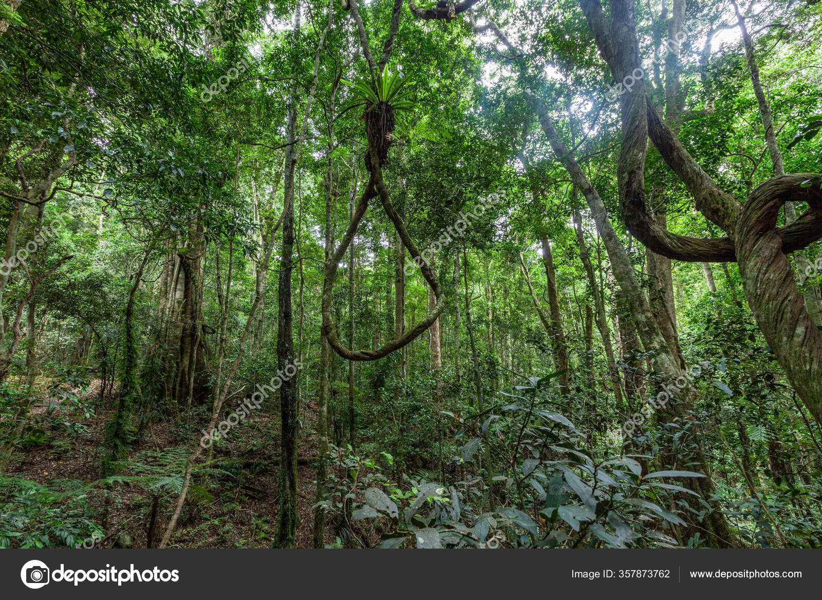 Rainforest Lianas