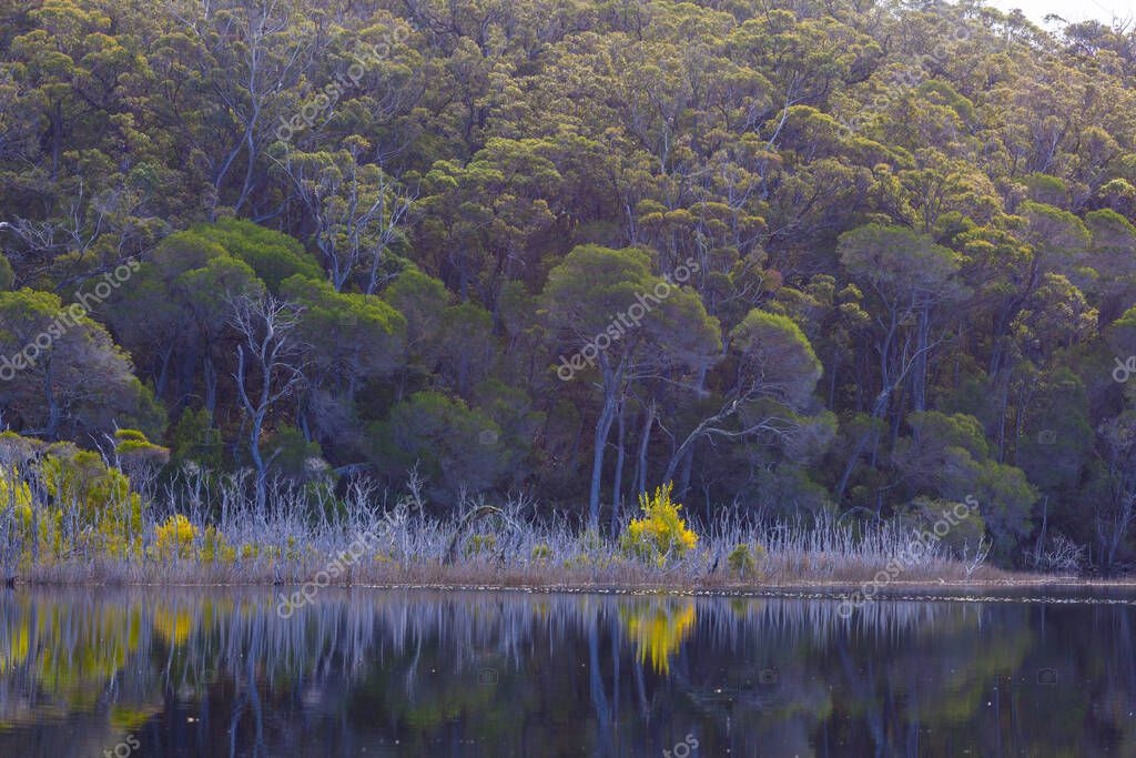 Hermosos árboles nativos australianos que reflejan el agua. Victoria ...