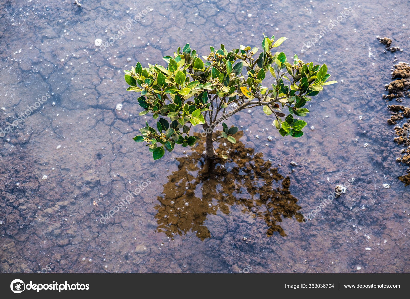 Young Mangrove Tree Growing Shallow Salt Water Stock Photo by ...