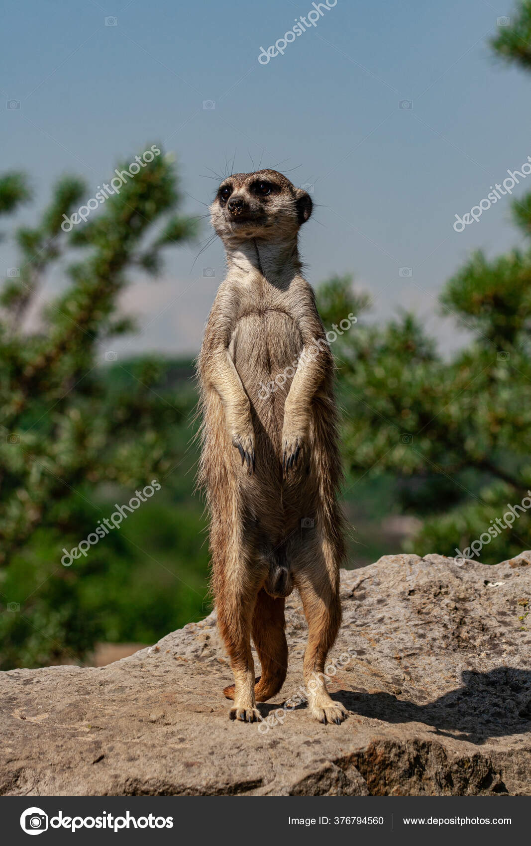 Wild Meerkat Big Stone Background Blurred Green Jungle Green Blue Stock ...