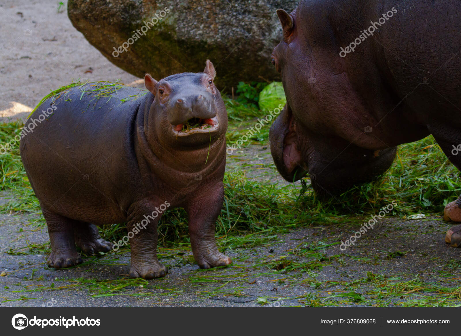 Fat Baby Hippo