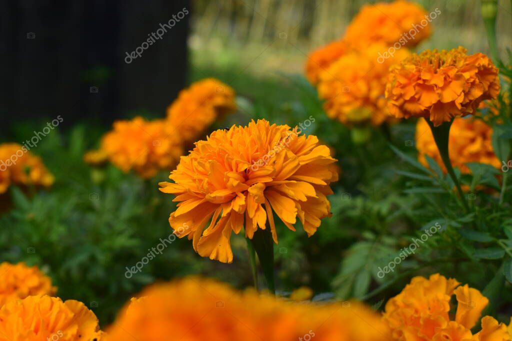 un ramo de hermosa flor de caléndula naranja floreciendo en el campo 2022