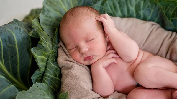 Bébé dans le chou images libres de droit, photos de Bébé dans le chou ...