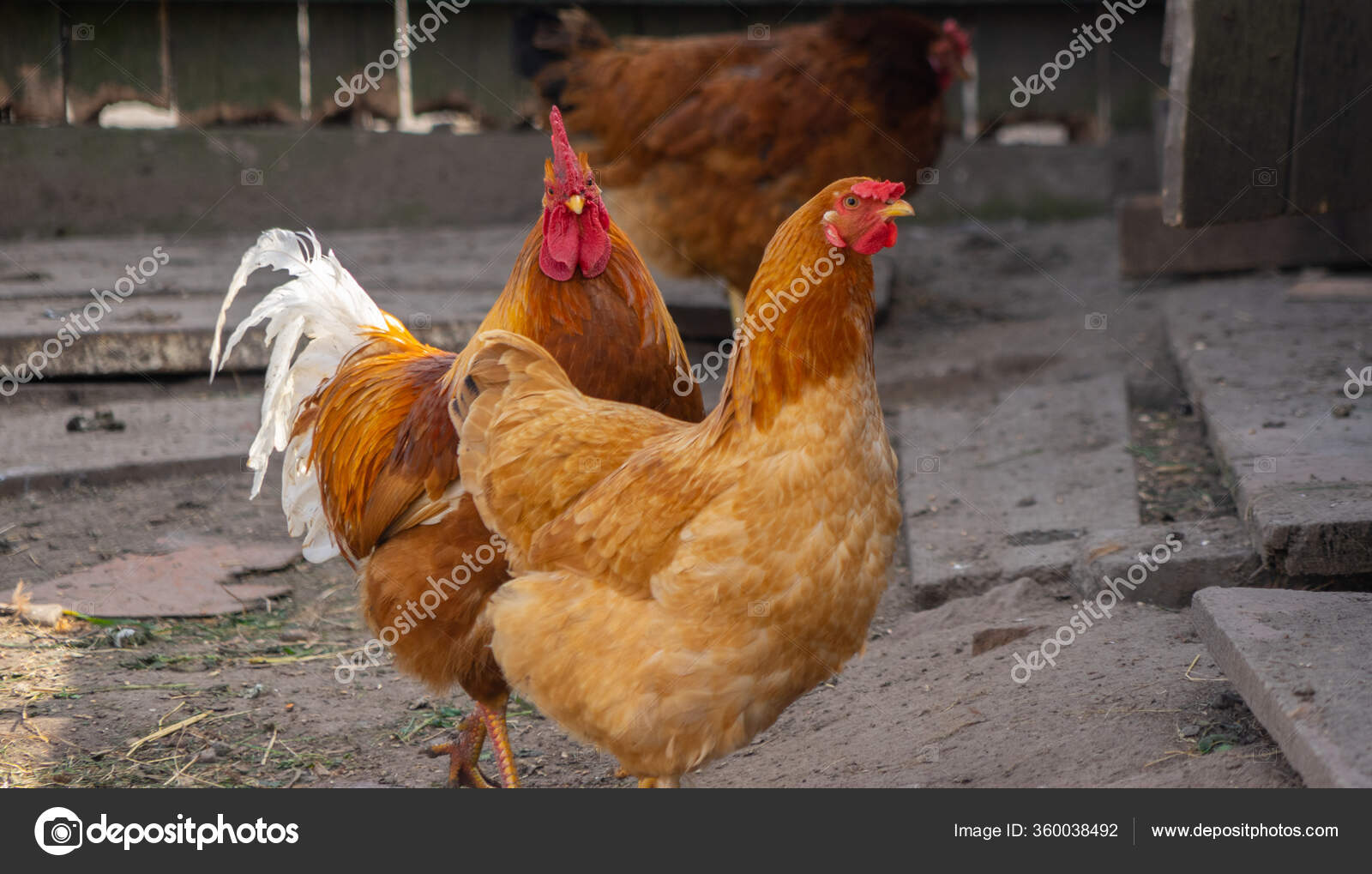 Red Haired White Tail Rooster Stands Chicken Ground Farm Close — Stock ...