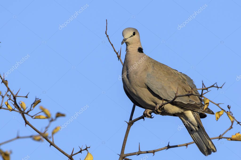Paloma de cuello anular (Streptopelia capicola), también conocida como ...