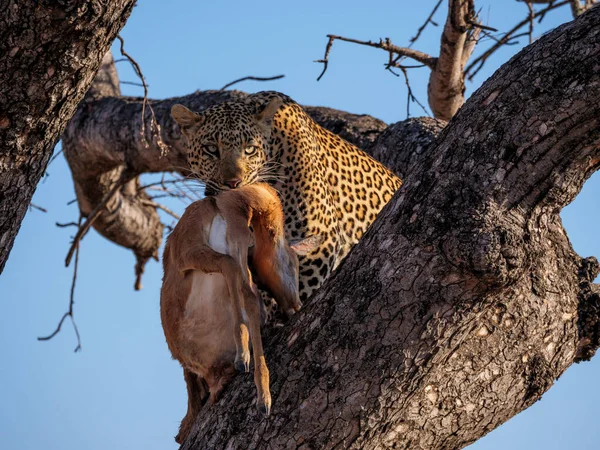 To Leopard Drag Prey Tree