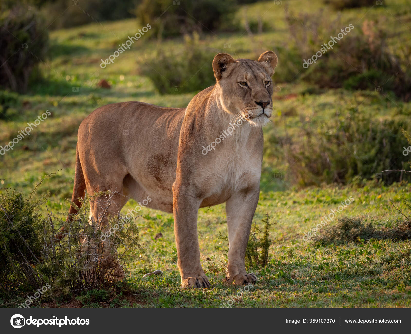Lion Panthera Leo Female Lioness Eastern Cape South Africa Stock Photo ...