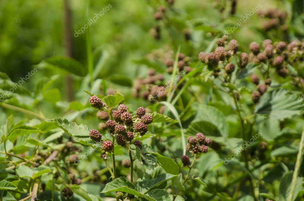 Moras frescas jugosas orgánicas en una rama y hojas verdes borrosas. Un ...