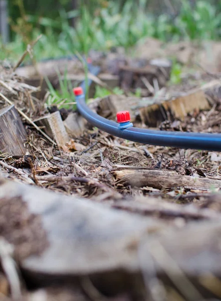 Drip irrigation system in the field or garden.Sprinkler systems, drip ...