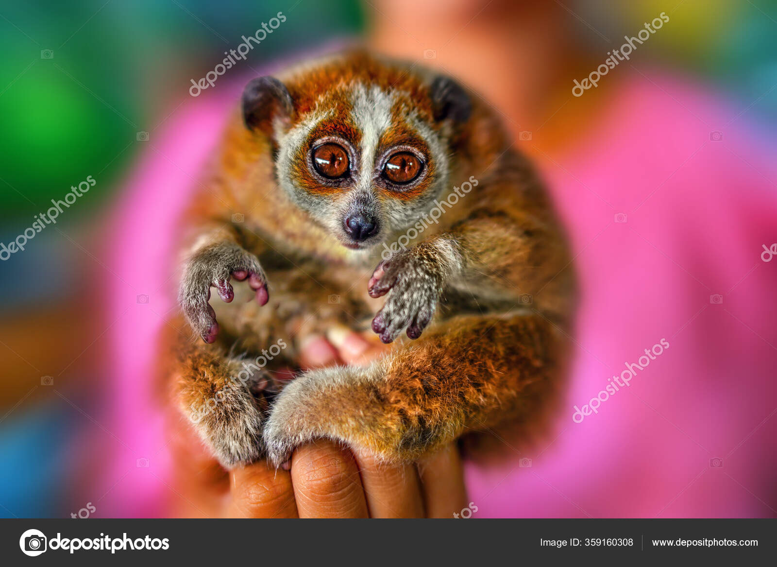 Cute Slow Loris