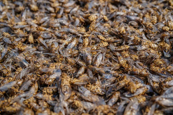 Hunt insect Stock Photos, Royalty Free Hunt insect Images | Depositphotos