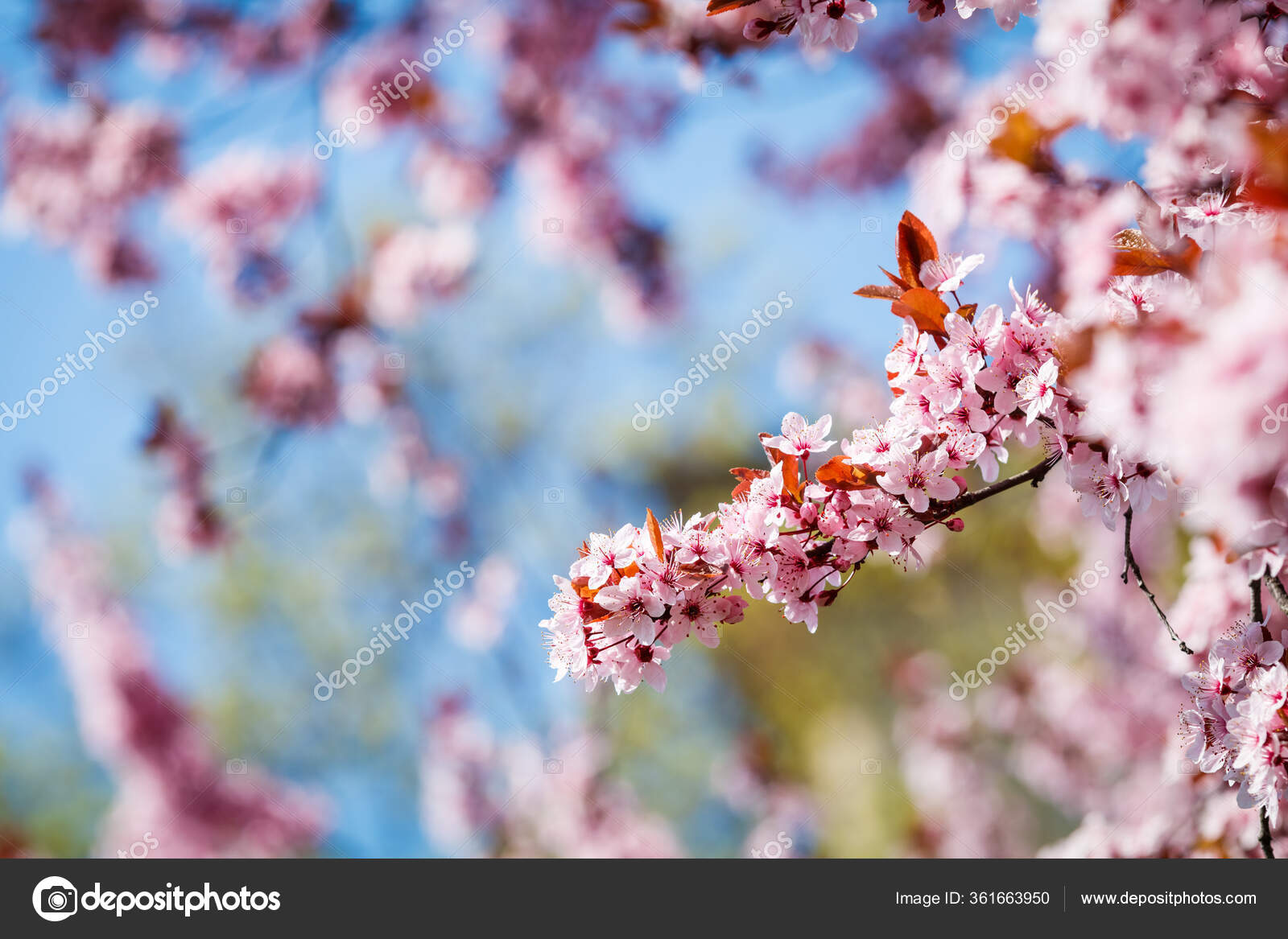 Spring Blossom Sakura Background Pink Blooming Tree Beautiful Nature ...