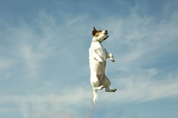 Dog flying Stock Photos, Royalty Free Dog flying Images | Depositphotos