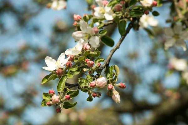 El manzano florido fotos de stock, imágenes de El manzano florido sin ...