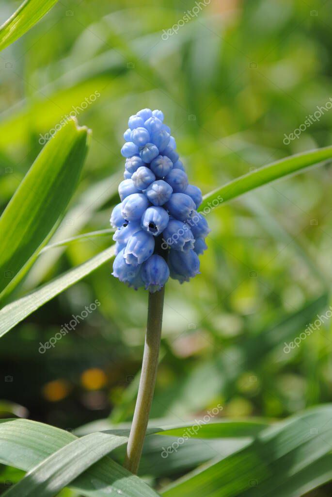 Una de las primeras flores de primavera. Muscari floreció en el jardín ...