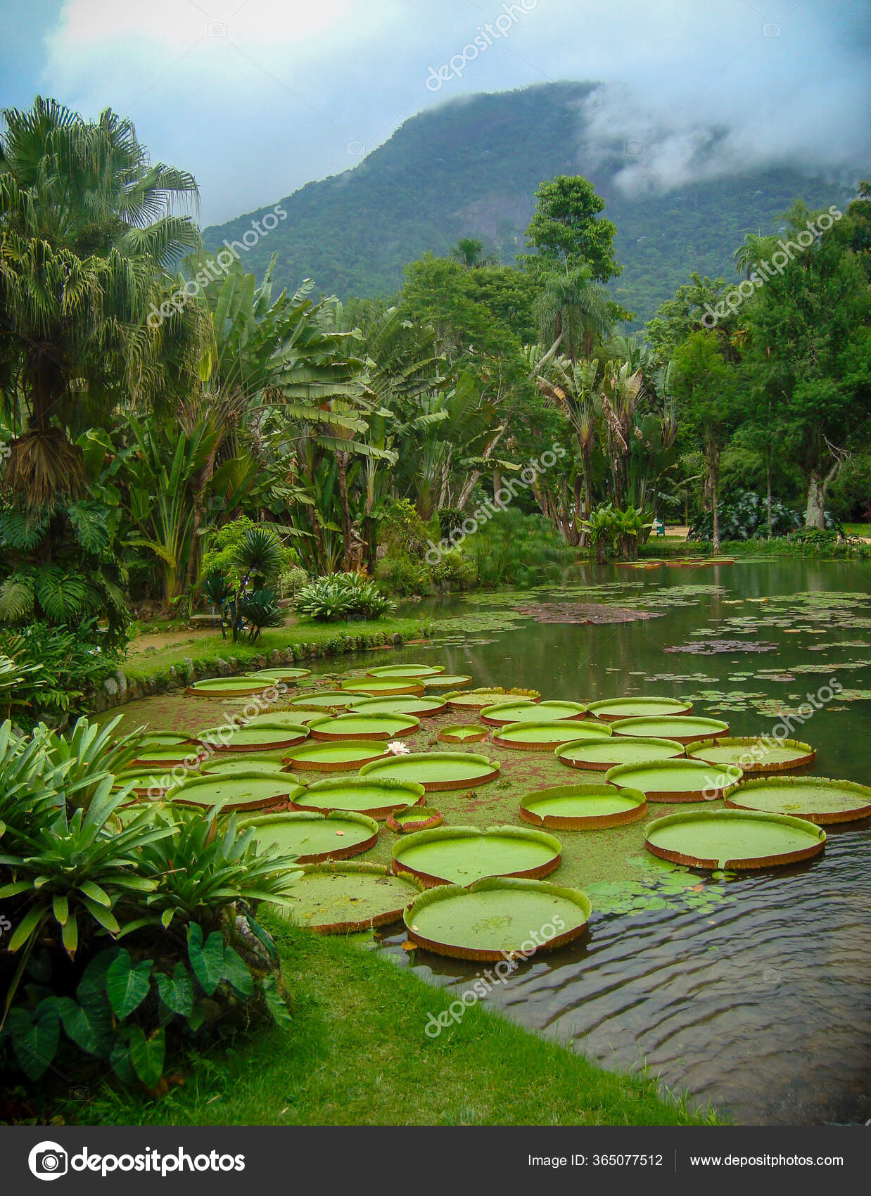 Beautiful Lake Tropical Jungle – Stock Editorial Photo © joao ...