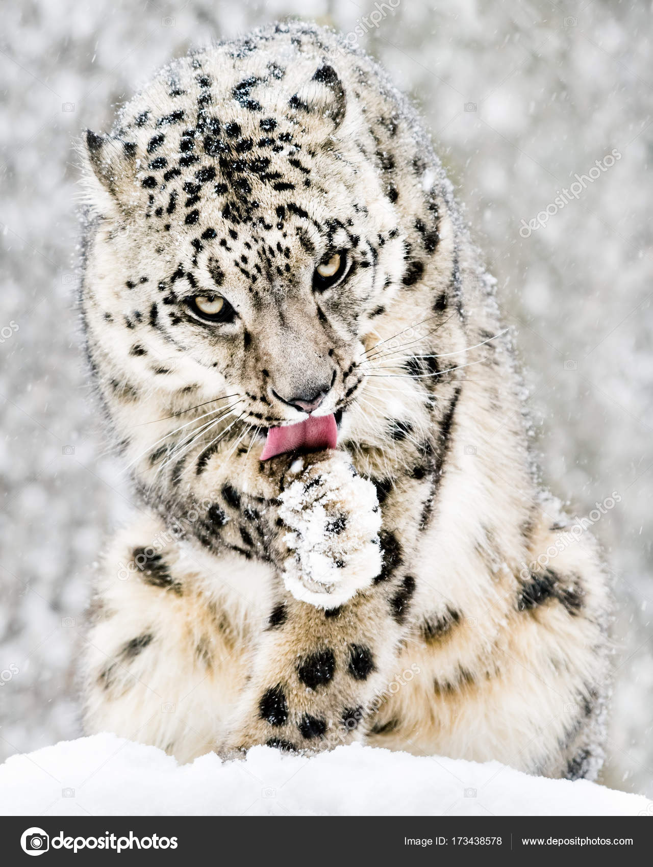 Snow Leopard in Snow Storm IV — Stock Photo © abzerit #173438578