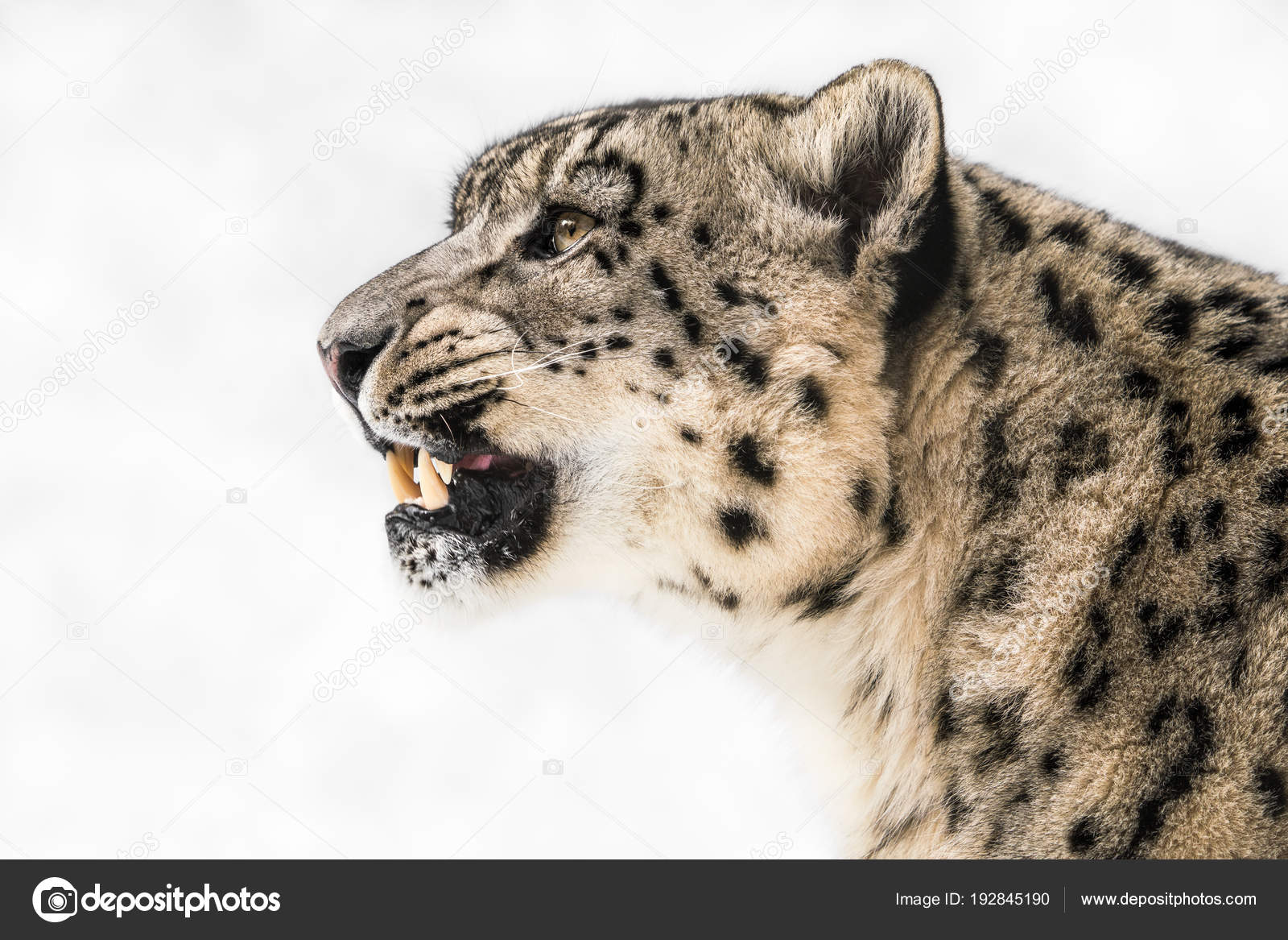 Leopard Roar Profile