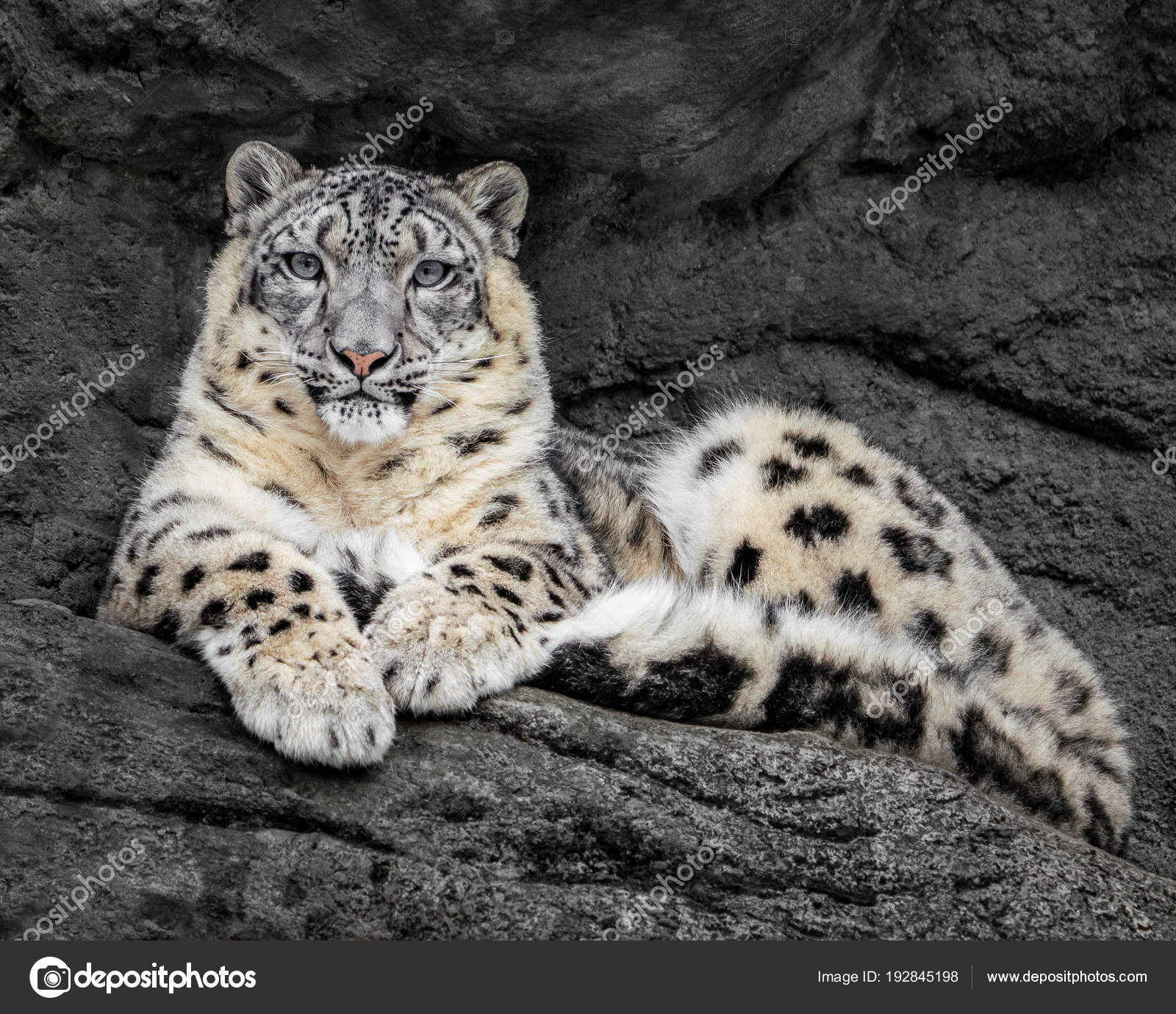 Snow Leopard Resting