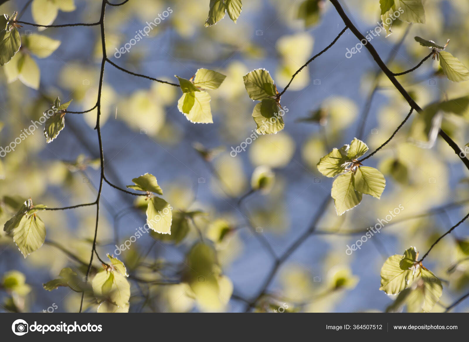Young Beech Tree Leaves Blooming Springtime — Stock Photo © jessicahyde ...