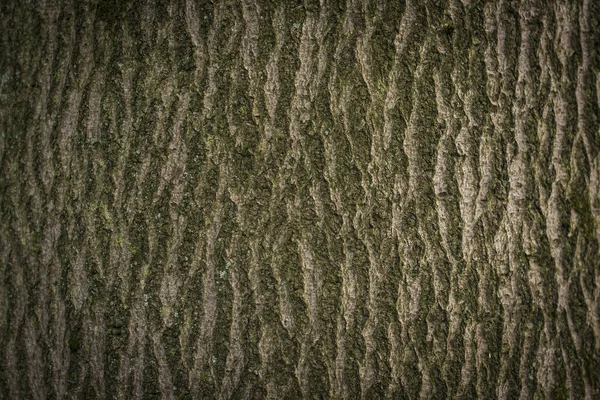 Banyan tree texture Stock Photos, Royalty Free Banyan tree texture ...