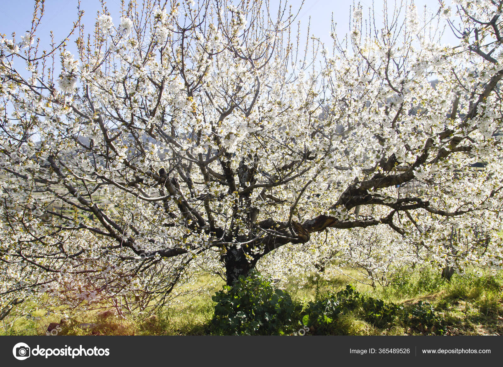 Cherry Tree Blossom Valle Del Jerte — Stock Photo © jessicahyde #365489526