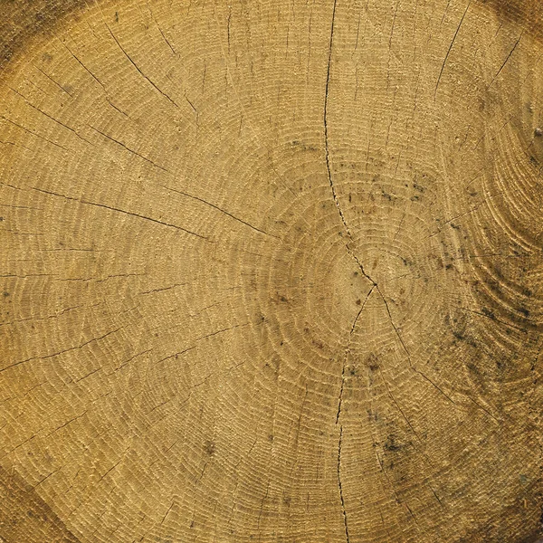Tree Rings Background Texture Stock Photo by ©jessicahyde 366734616