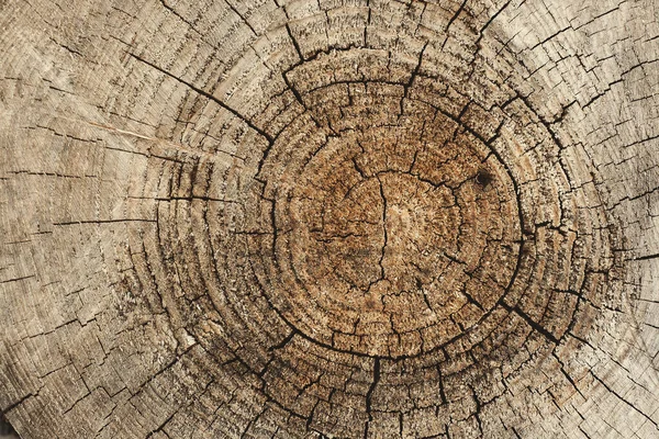 Old Tree Rings Close Texture Stock Photo by ©jessicahyde 365506098