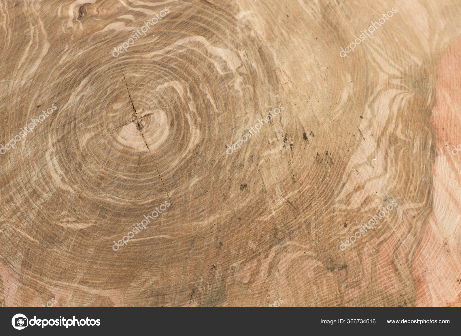 Tree Rings Background Texture Stock Photo by ©jessicahyde 366734616