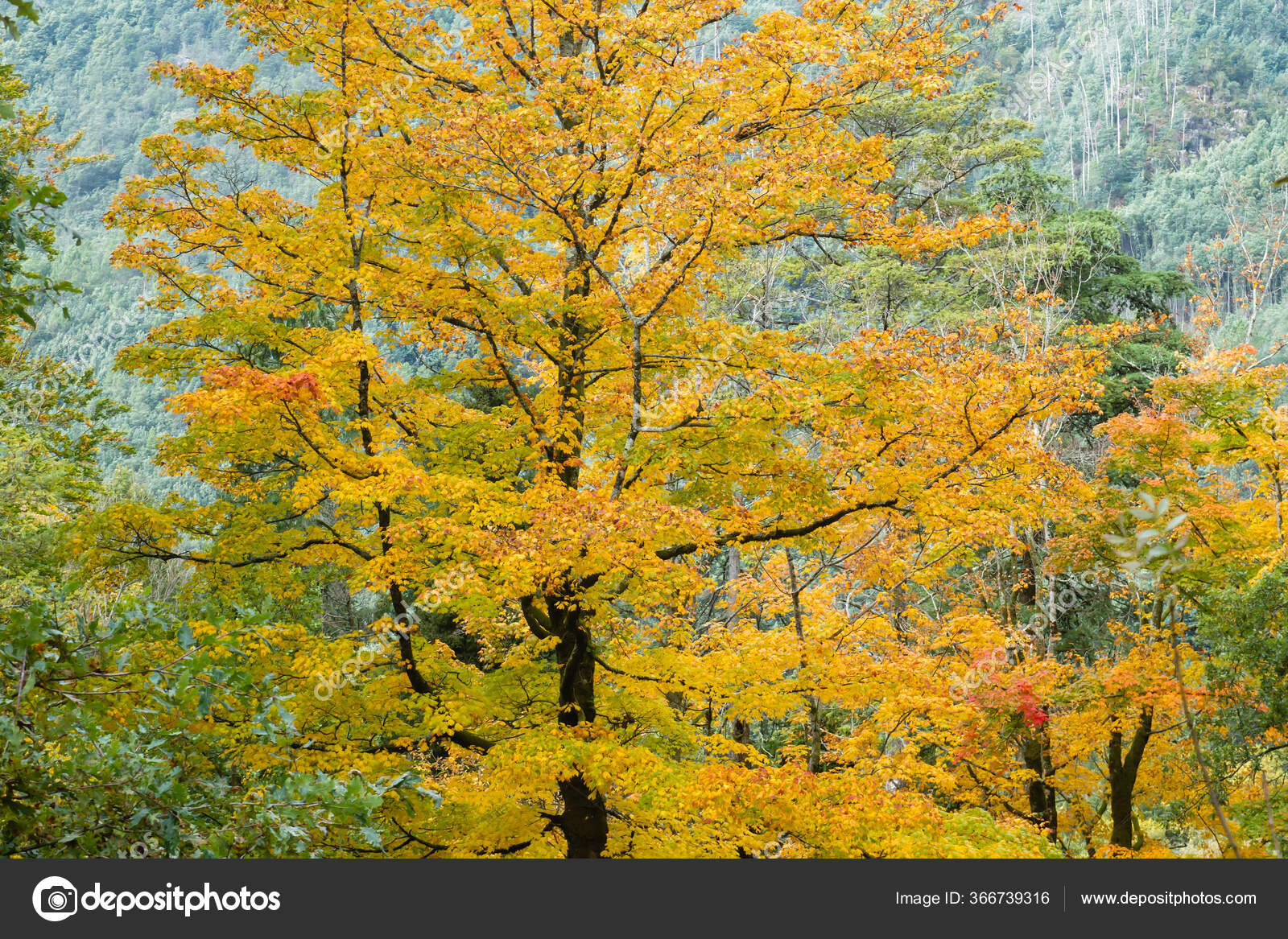 Deciduous Forest Maple Tree