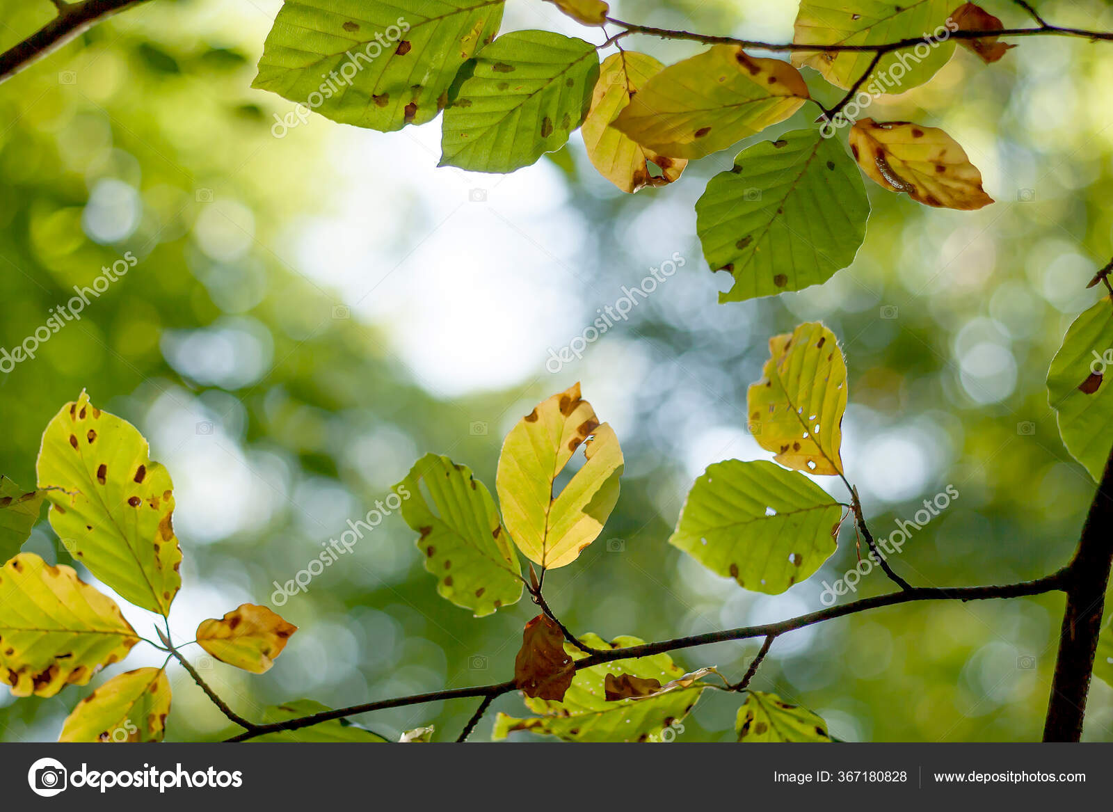 Deciduous Trees Leaves