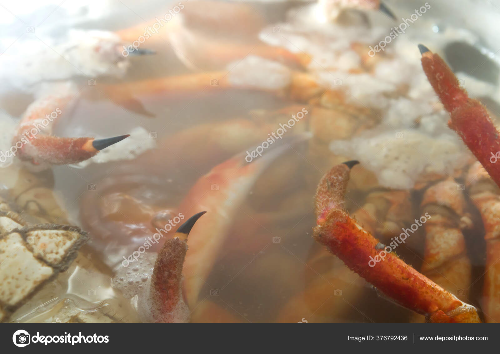 Spiny Spider Crab Being Cooked — Stock Photo © jessicahyde #376792436