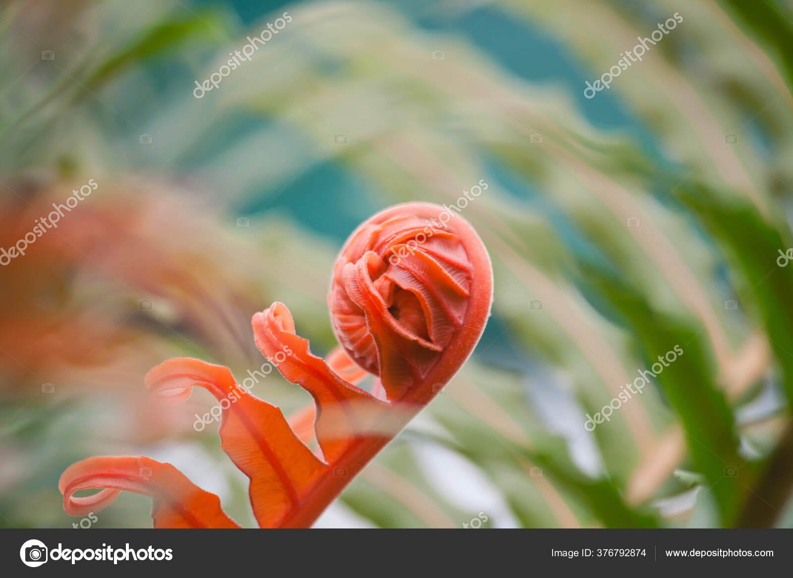 Detail Red Dwarf Tree Fern New Emerging Fronds Stock Photo by ...