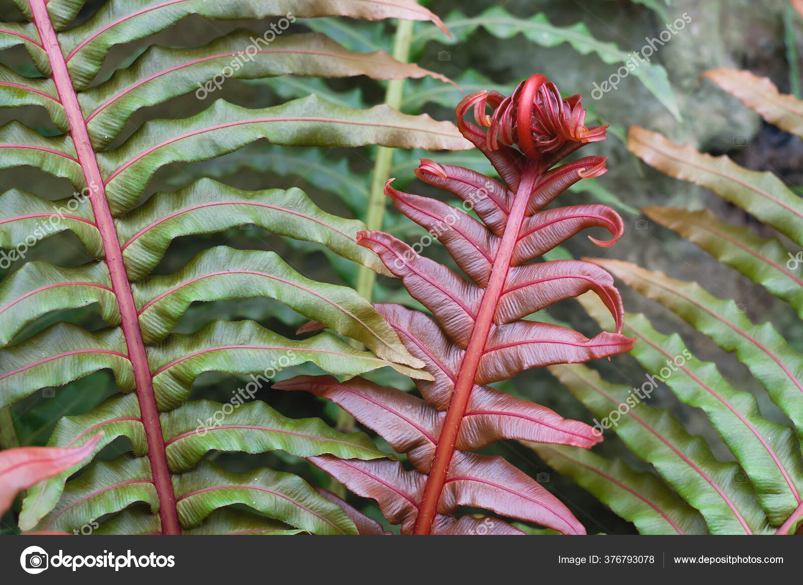 Red Fern Tree