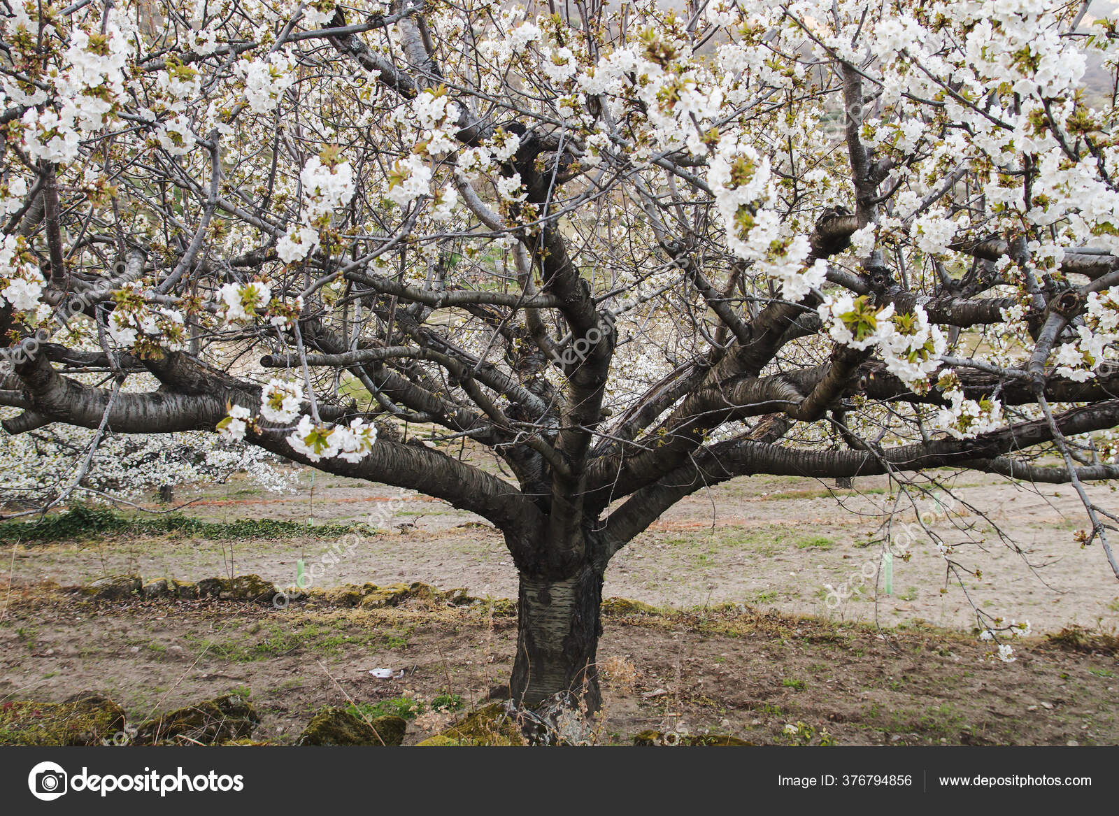 Old Cherry Tree Blooming Spring — Stock Photo © jessicahyde #376794856