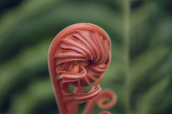 Detail Red Dwarf Tree Fern New Emerging Fronds Stock Photo by ...