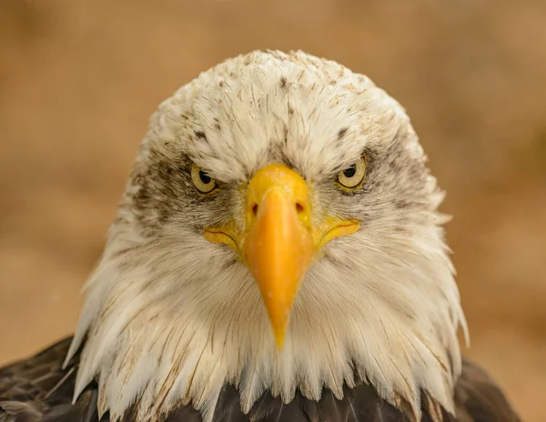Angry eagle Stock Photos, Royalty Free Angry eagle Images | Depositphotos