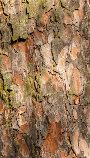 Tree bark texture tiles Stock Photos, Royalty Free Tree bark texture ...