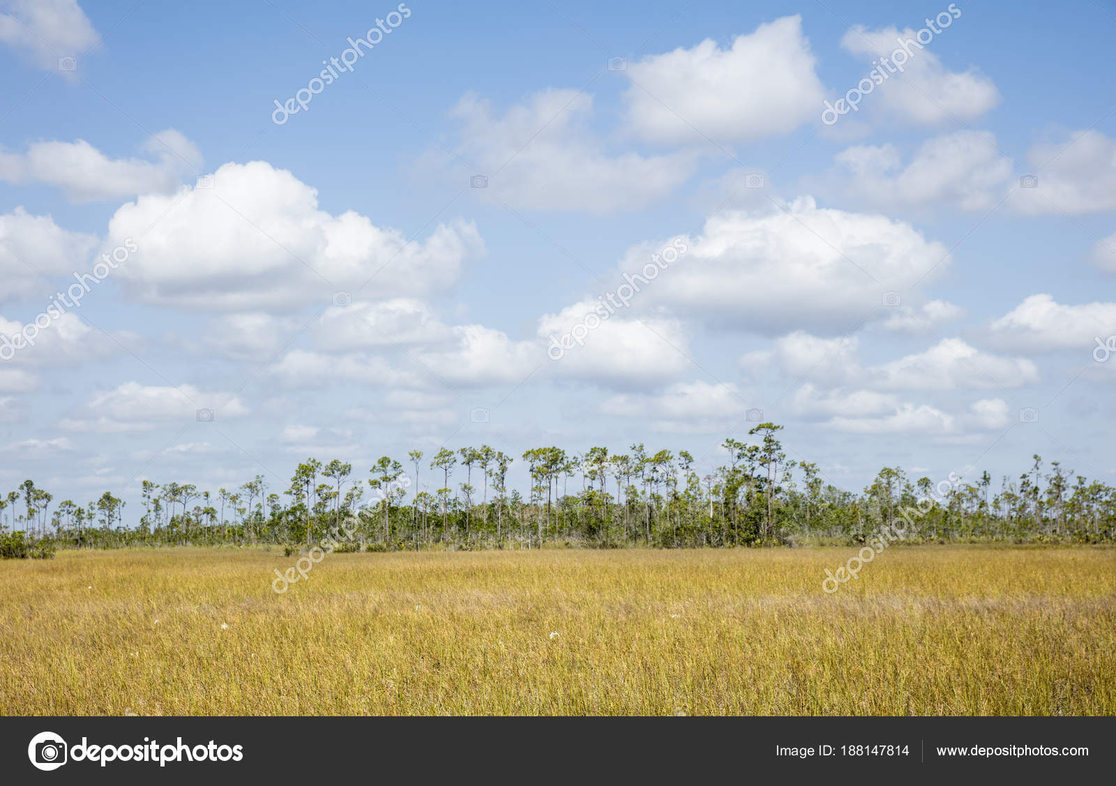 Everglades, Florida — Stock Photo © SharpShooter #188147814