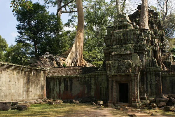 Tree temple Stock Photos, Royalty Free Tree temple Images | Depositphotos