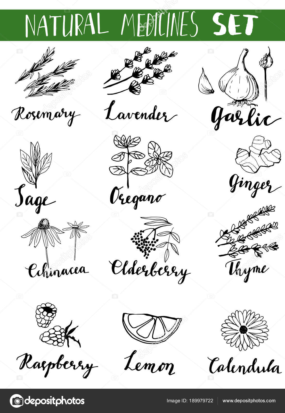 Colección de hierbas y plantas medicinales. Vector dibujado a mano ...