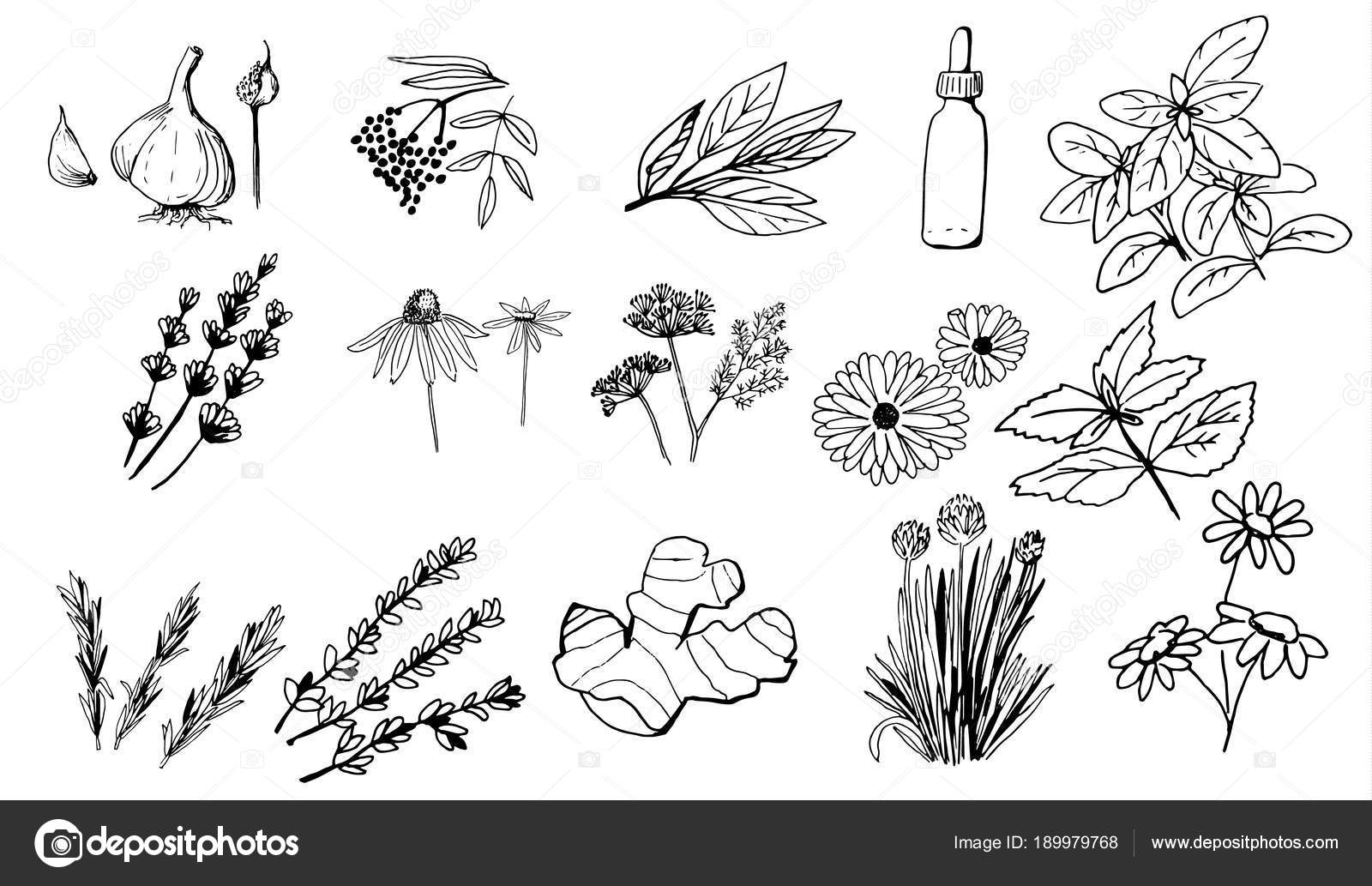 Colección de hierbas y plantas medicinales. Vector dibujado a mano ...