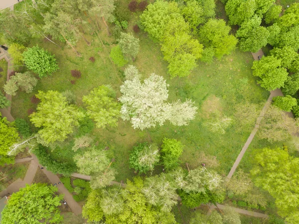 Tree aerial Stock Photos, Royalty Free Tree aerial Images | Depositphotos
