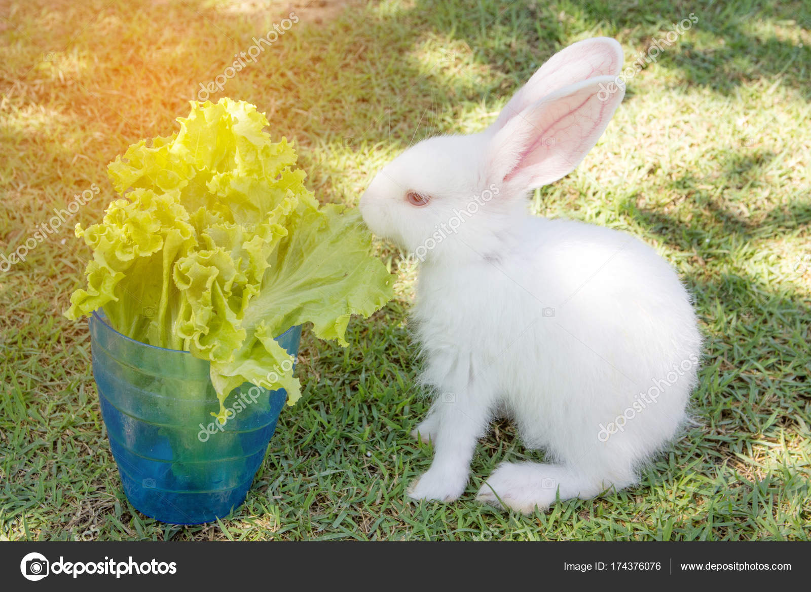 Rabbit eating green salad Stock Photo by ©zenstock 174376076
