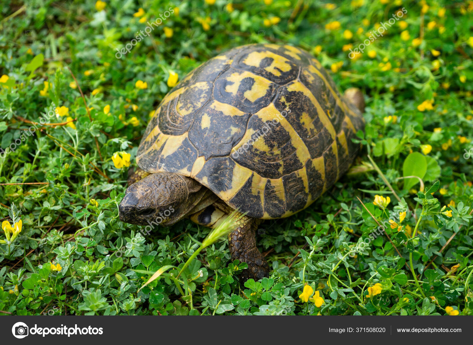 Turtles Walking Quietly Plants Grassy Mantle Spring — Stock Photo ...